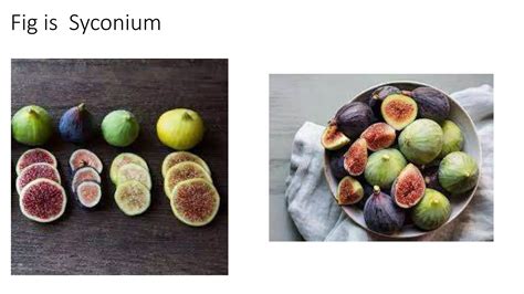 Types Of Fruit Simple Aggregate Multiple PPTX