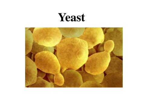 Ppt Yeast Powerpoint Presentation Free Download Id 6661616