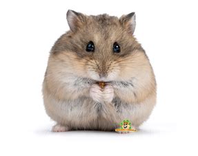 Los fascinantes tipos de hámster que debes conocer RevistaBoletinBiologica com ar