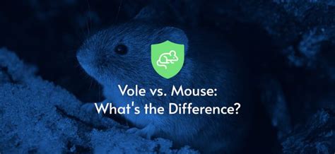 Vole Vs Mouse Understanding The Key Differences