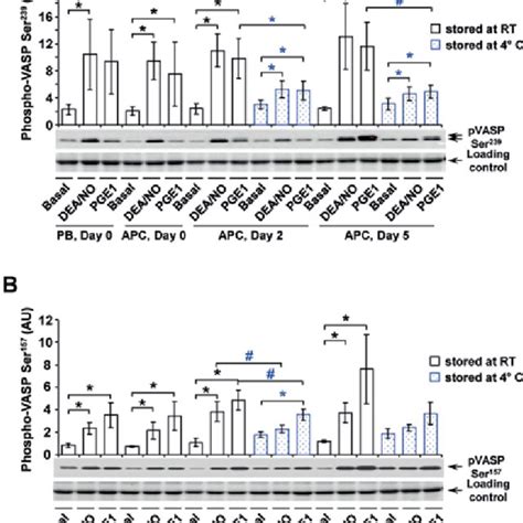 Western Blot Analysis Of Basal And Induced Vasp Phosphorylation