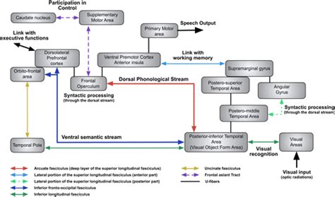 Revisiting The Functional Anatomy Of The Human Brain Toward A Meta Networking Theory Of