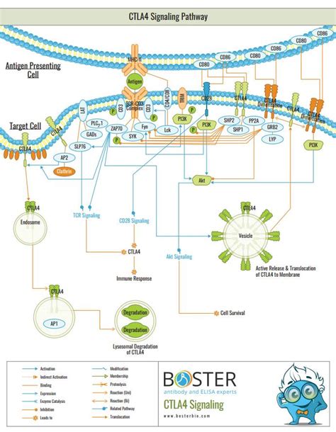 RIPA Lysis Buffer Boster