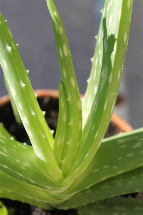 40 Scientifically Proven Health Benefits Of Aloe Vera How To Ripe