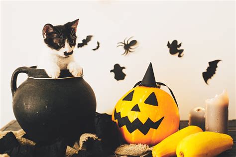 촛불 빗자루와 박쥐 잭 오 랜 턴 호박과 마녀 가마솥에 앉아 귀여운 키티 짜증 배경에 유령 해피 할로윈 개념입니다 대기 이미지 10월에 대한 스톡 사진 및 기타 이미지