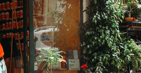 건물 외관 도시의 디스플레이 상점 상품 선인장 수직 쐈어 알로에 정면 창문 화분에 심은 식물에 관한 무료 스톡 사진