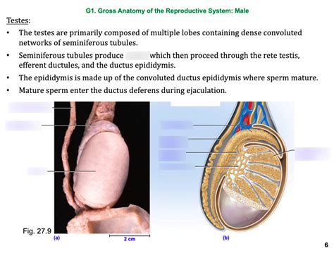 Testes Diagram Quizlet