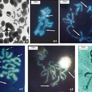 Clustering And Spatial Distribution Of H Irritans A The Most