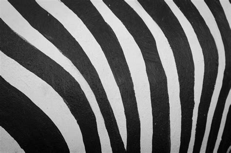 Premium Photo Full Frame Shot Of Zebra Crossing