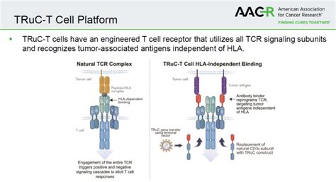 速递｜一次治疗完全清除实体瘤，创新tcr T细胞设计展现抗癌潜力 腾讯新闻