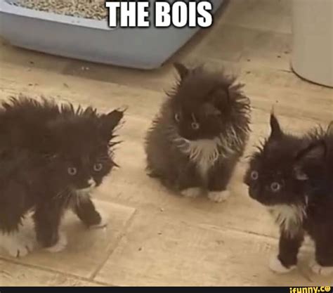 Scrunkly Memes Best Collection Of Funny Scrunkly Pictures On Ifunny