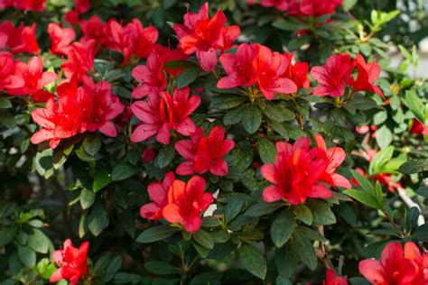 How To Grow And Care For Azaleas Pineca Com