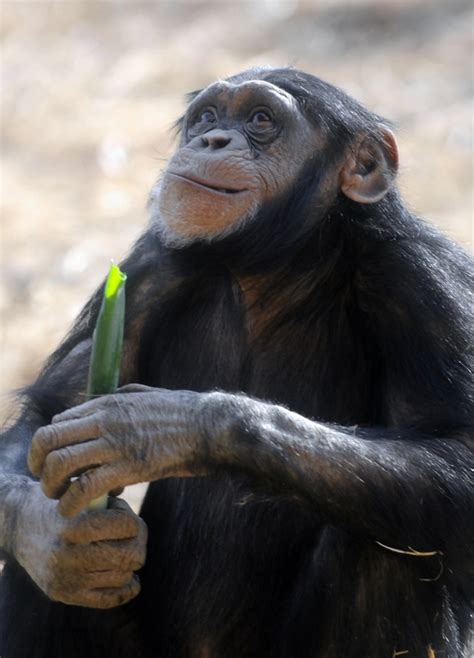 Chimpanzee Mating With Human