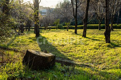 그루터기 도시숲 잔디밭 나무둥치 나무밑둥 사진이미지일러스트캘리그라피 즈브즈작가