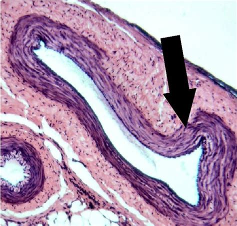 Digestive And Circulatory Microscope Slides Labeling Flashcards Quizlet