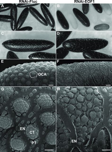 Eof1 Regulates Eggshell Ultrastructure In A Aegypti Mosquitoes