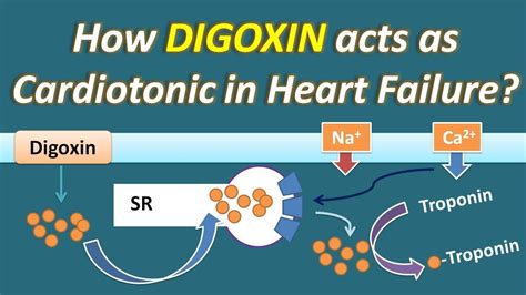 How Digoxin Acts As Cardiotonic In Heart Failure Youtube