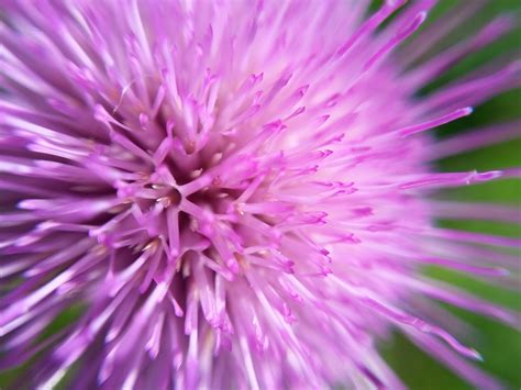 Nature Flower Flora Free Photo On Pixabay Pixabay Nature Flower Flora Free Photo On Pixabay Pixabay