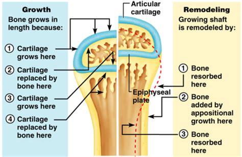 A And P Ch 6 Flashcards Quizlet