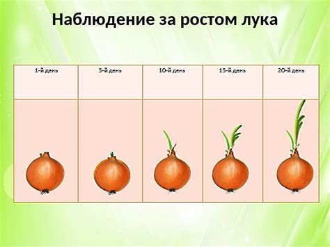 Дневник наблюдения за ростом лука в детском саду в картинках
