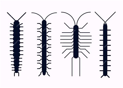 거미 검정 실루엣 또는 전갈 실루엣 프리미엄 벡터