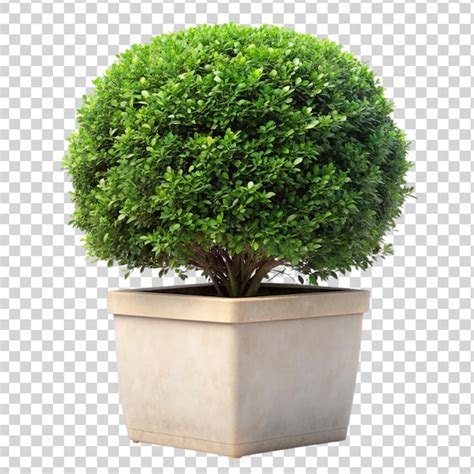 Box Tree PSD 8 000 High Quality Free PSD Templates For Download