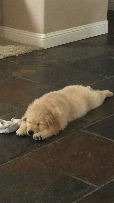 Its A Ruff Life To Be Me Ruff Dogs Animals