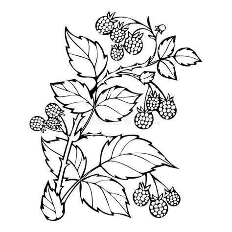Forest Raspberry Sketch Stock Illustrations 1 303 Forest Raspberry Sketch Stock Illustrations