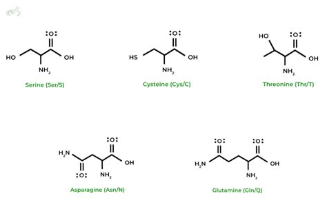 Polar Basic Amino Acids Examples At Monte Rodriquez Blog