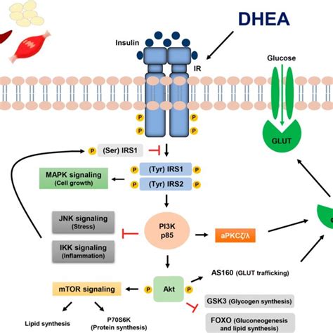 Effects Of Dhea On Regulation Of Food Intake And Body Fat Mass Dhea