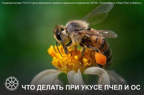 Что делать при укусе пчел и ос По сути, пчела ужалила вас или оса ...