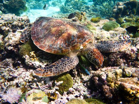 Green Turtle Wicktech Blog