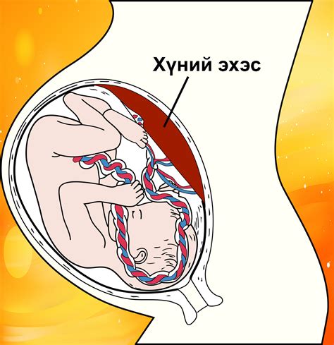 Laennec Mongolia Эхэс гэж юу вэ Эхэс нь эхийн хэвлийд бойжиж буй хүүхэд буюу ургийг хамгаалж