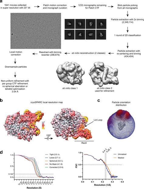 Cryo Em Data Processing For CasΦ In The Binary State A Cryo Em Data Download Scientific