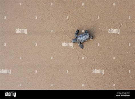 Newborn Loggerhead Turtle Caretta Caretta Hatchlings On Their Maiden