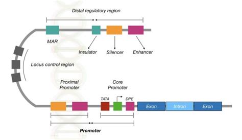 What Is A Gene Definition Structure And Function