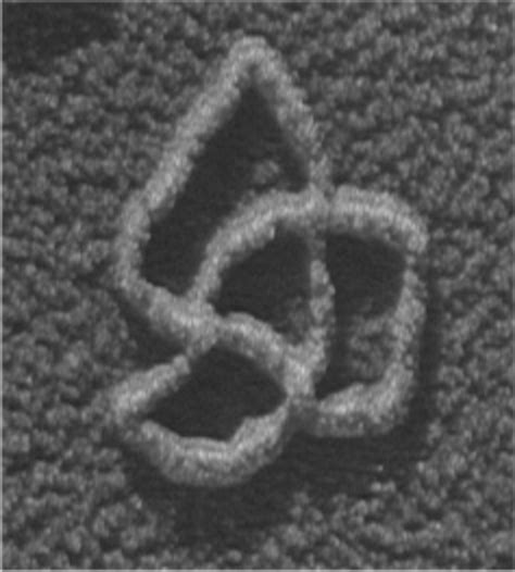 Real Human Dna Under Microscope Cells In A Microscope