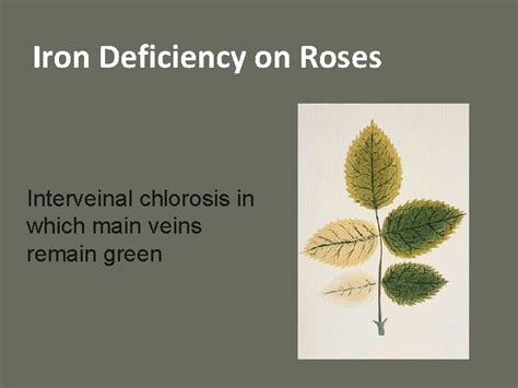 Nutrient Deficiencies And Toxicities Nitrogen Deficiency On Chrysanthemum