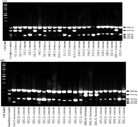 Figure 1 From Genetic And Morphological Diversity Of Ganoderma Species Isolated From Infected