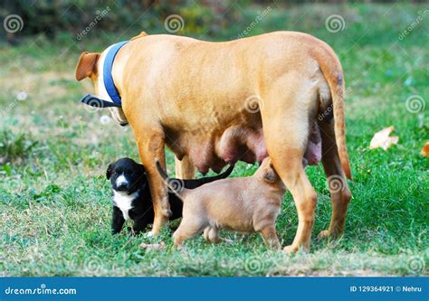 Female Amstaff Breast Feeding Puppies Stock Image Image Of Attractive