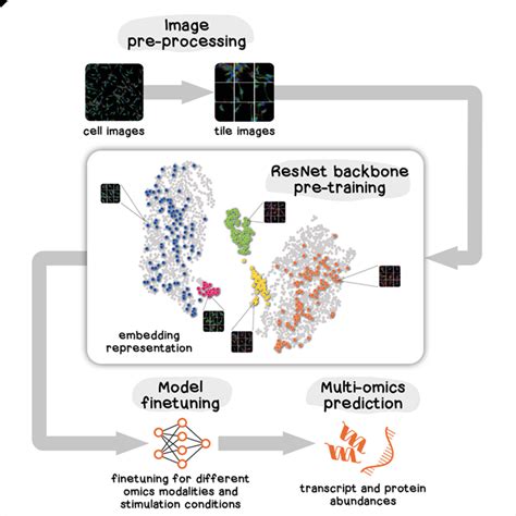 Image2omics Deep Learning To Predict Multi Omics Measurements From Cell Images