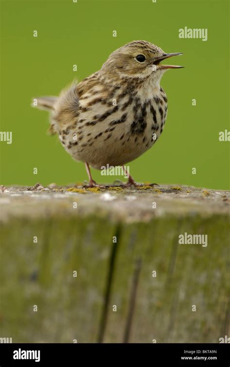 Meadow Pipit Song Flight Hi Res Stock Photography And Images Alamy