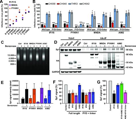 Human Pyhin Proteins Interact With Sp1 And Reduce Its Availability A