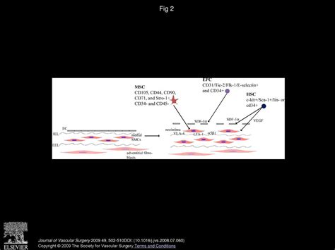 The Role Of Progenitor Cells In The Development Of Intimal Hyperplasia Ppt Download