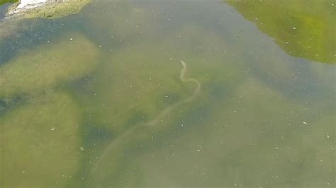 ანკარა გველი Youtube