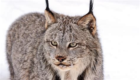 Canada Lynx Likely Roamed The Us More Than Once Thought Futurity