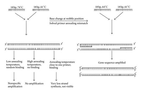 Schematic Presentation Of The Annealing Primer Mismatch And Use Of Download Scientific Diagram