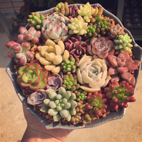 薄荷的 时·光 多肉 高清图片，堆糖，美图壁纸兴趣社区