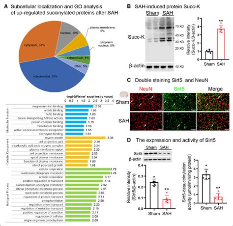 Accumulation Of Protein Lysine Succinylation And Expression And Download Scientific Diagram