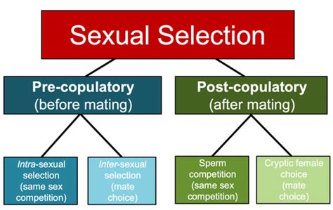 3 sexual selection flashcards quizlet